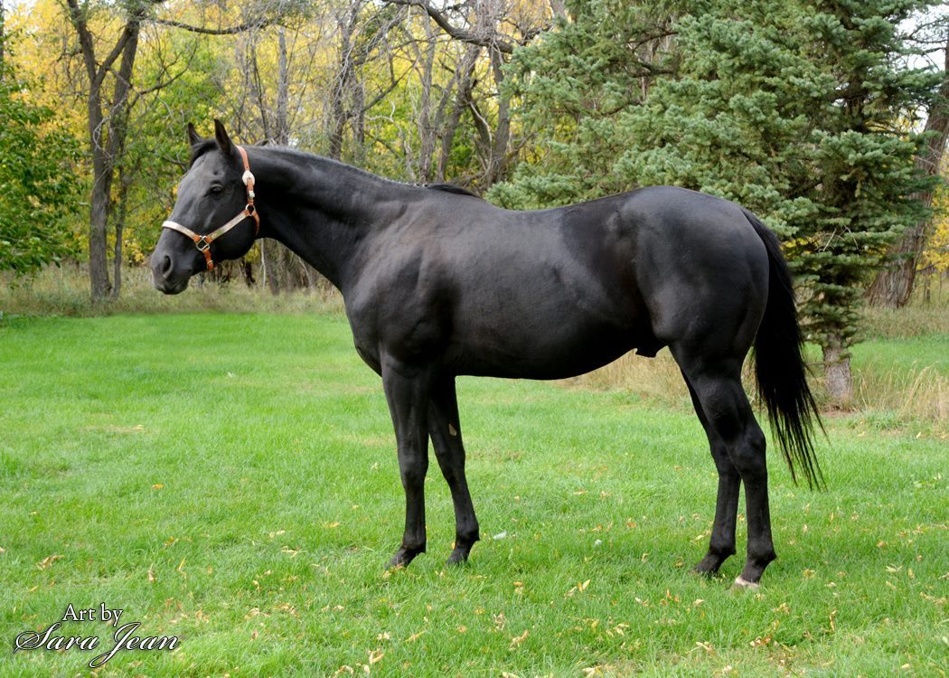 Furrtreeous First AQHA Stallion