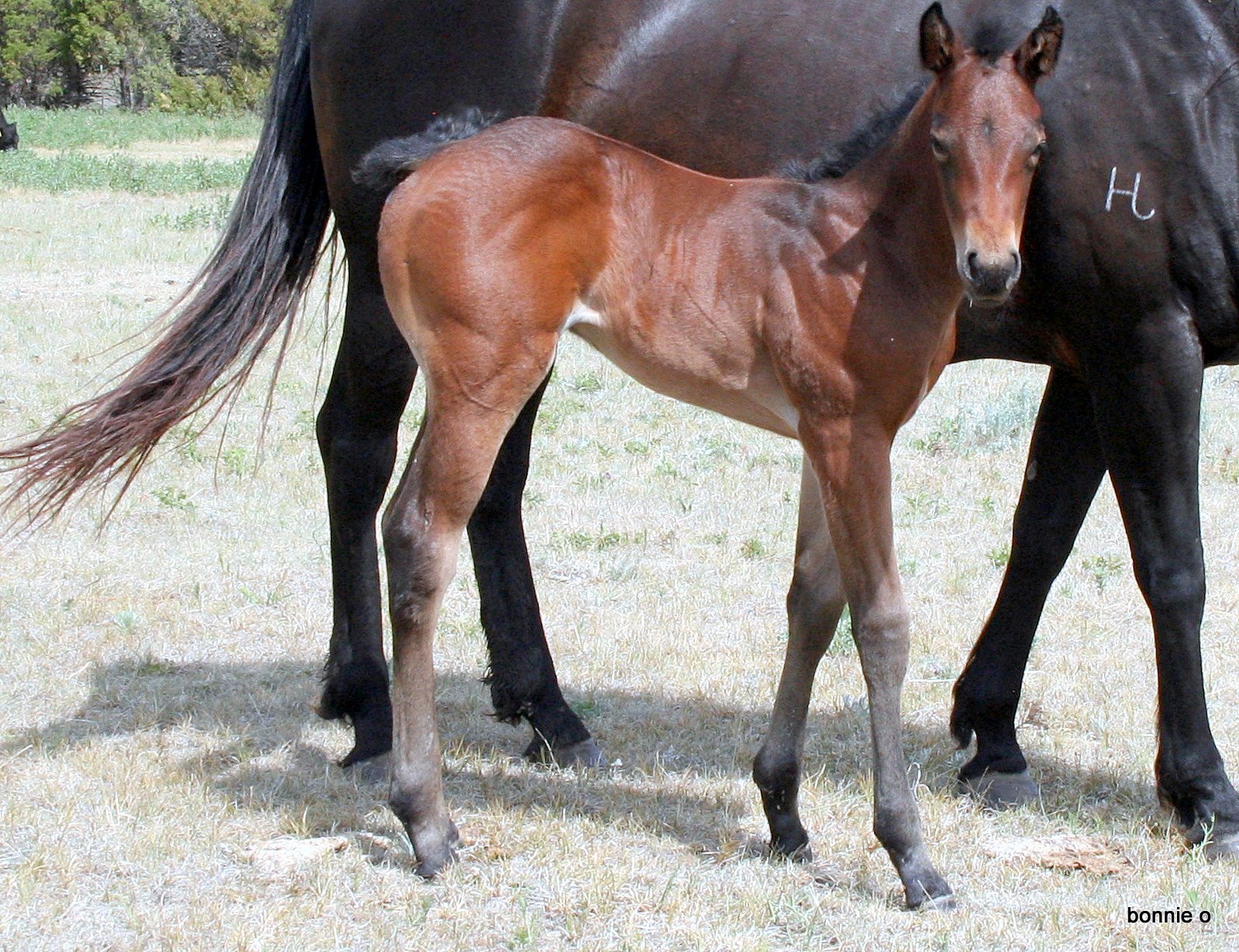 Furrtreeous First AQHA Stallion