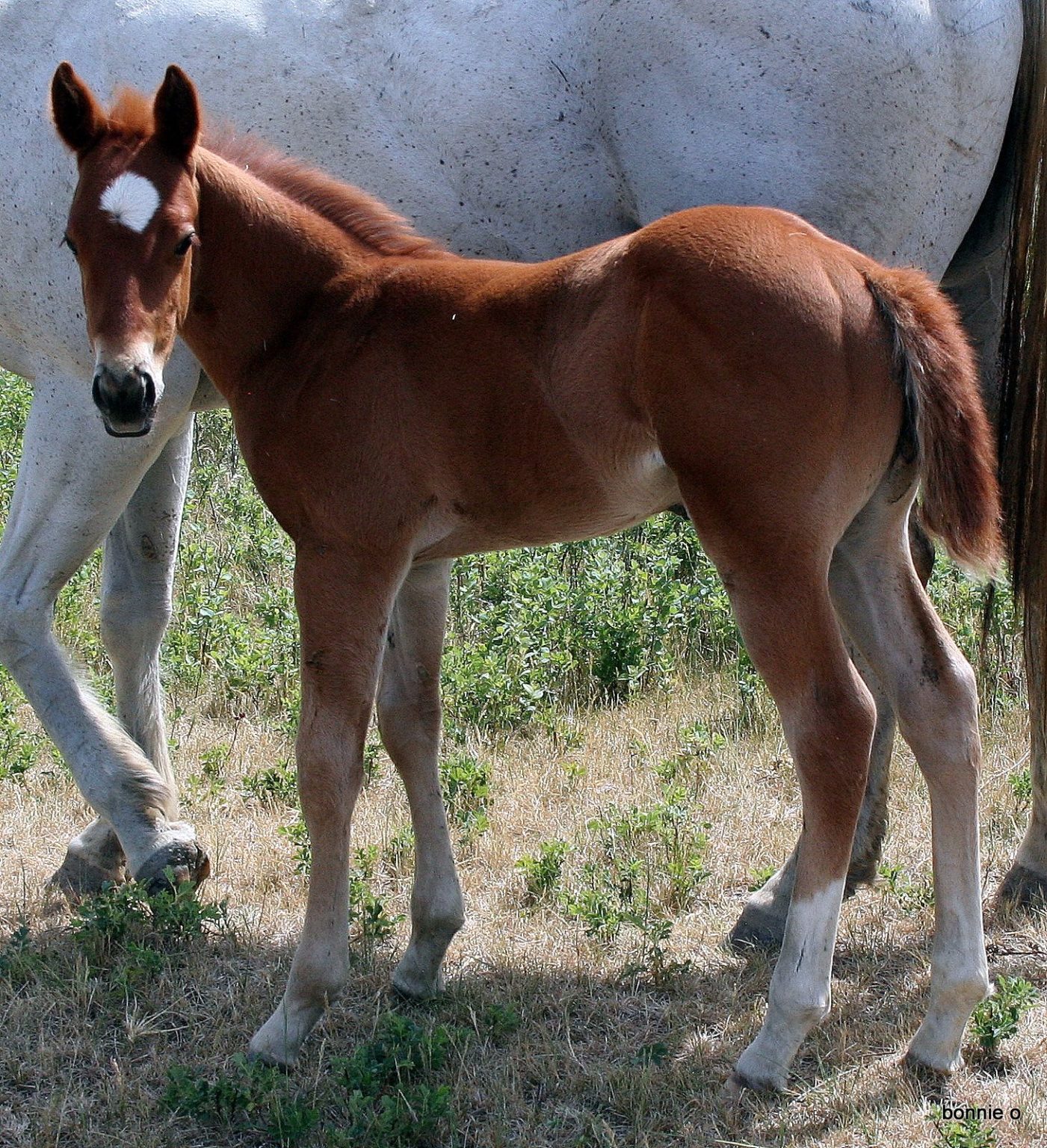 Furrtreeous First AQHA Stallion