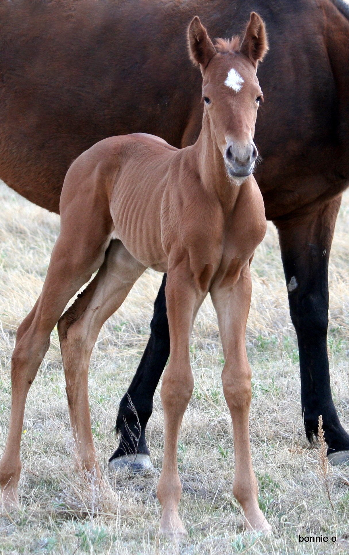 Furrtreeous First AQHA Stallion
