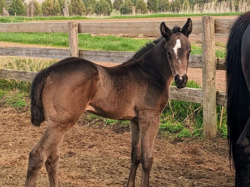 Some Dayz R Diamondz -Appendix AQHA Filly - Flying O Ranch Horses