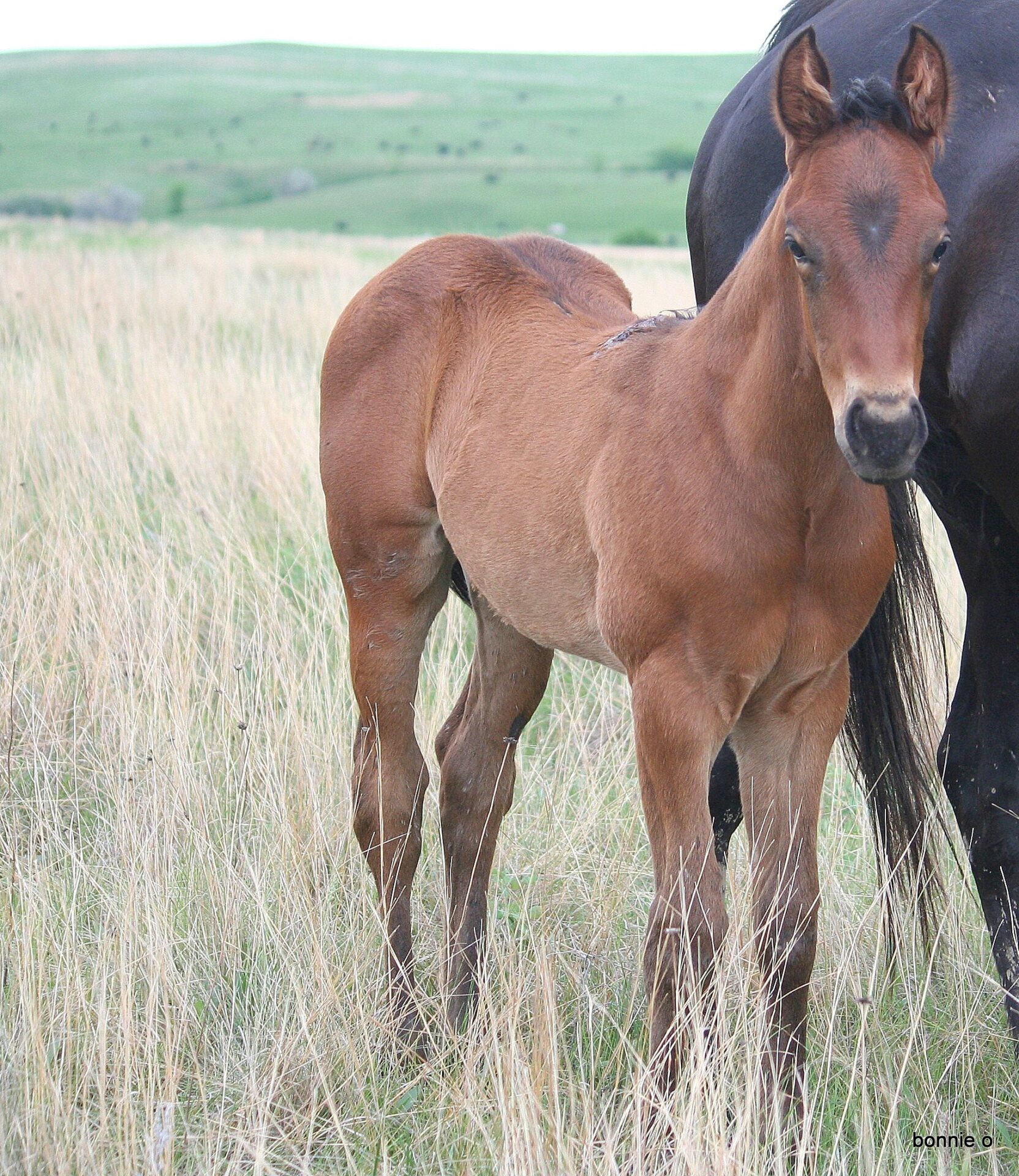 Panther Deux 2023 Colt -Barrel Prospect - Flying O Ranch Horses