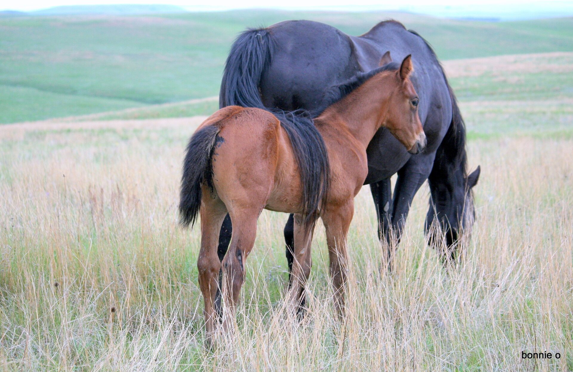 Panther Deux 2023 Colt -Barrel Prospect - Flying O Ranch Horses