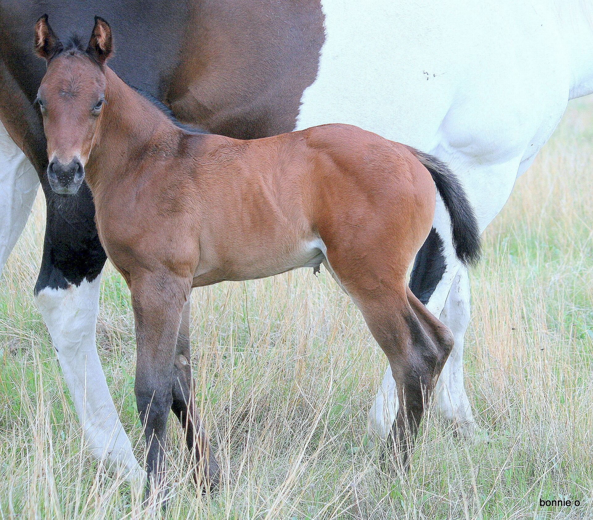 Nahla's 2023 APHA Solid Colt -Barrel Prospect - Flying O Ranch Horses