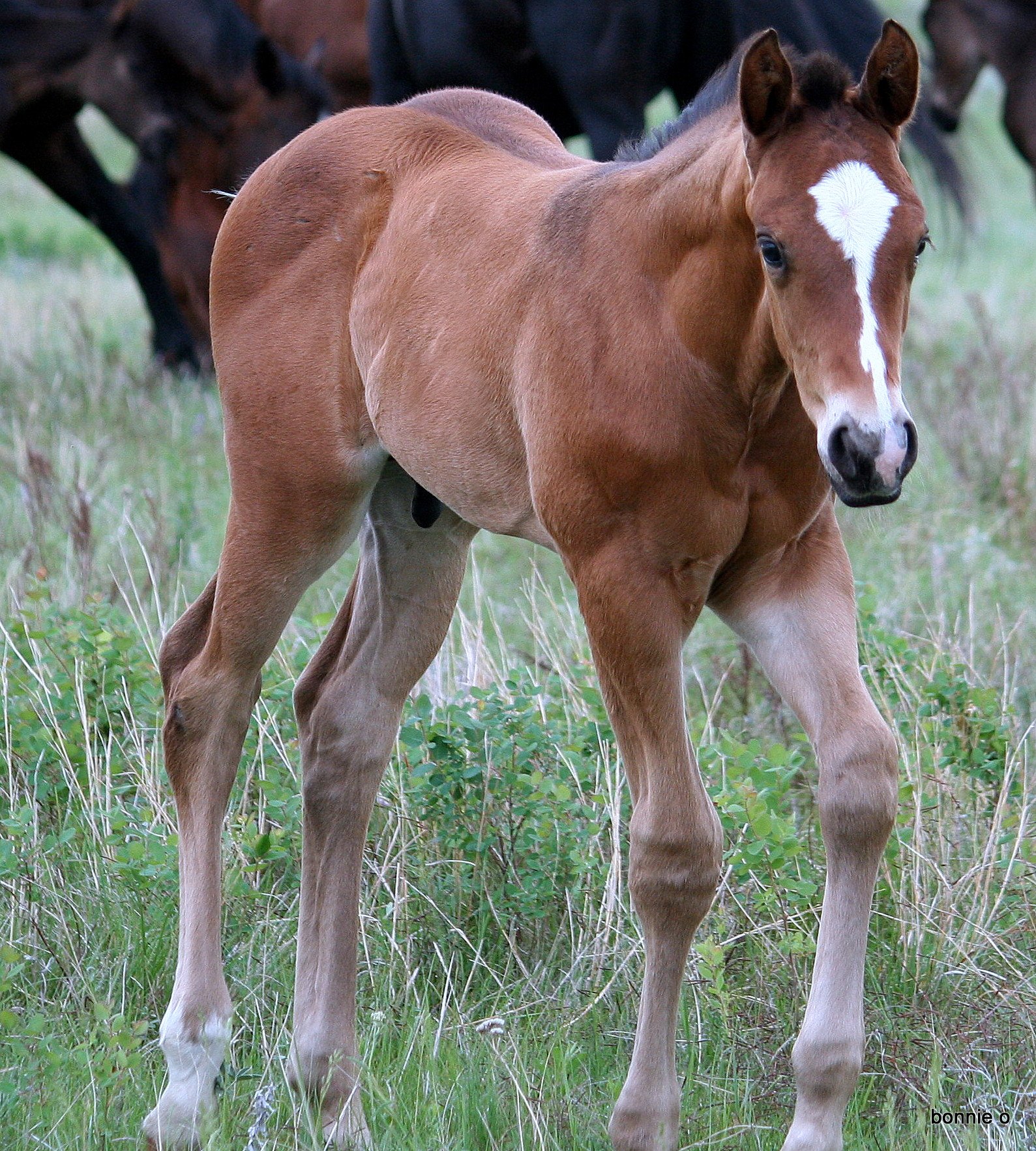 APHA Barrel/Mounted Shooting Prospect - Flying O Ranch Horses