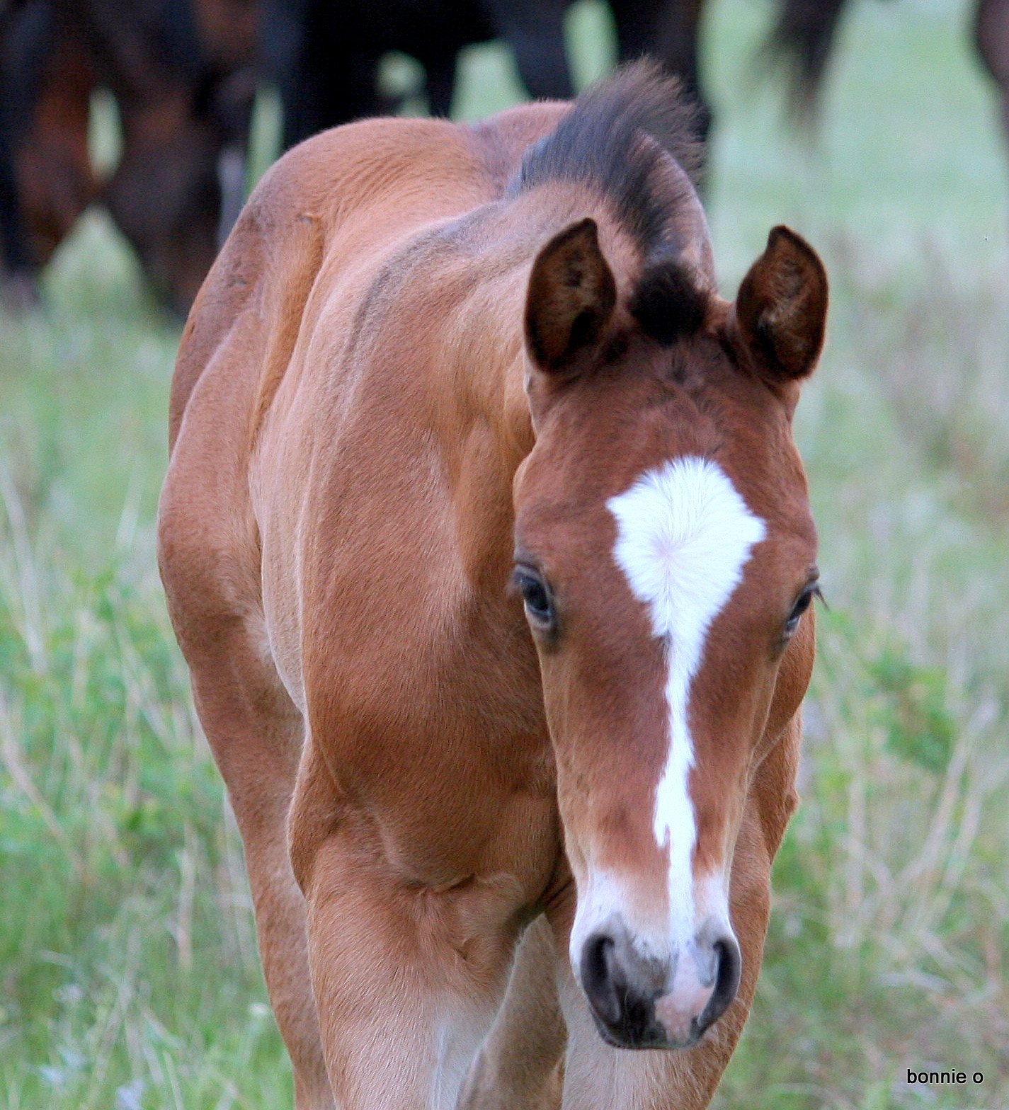 APHA Barrel/Mounted Shooting Prospect - Flying O Ranch Horses