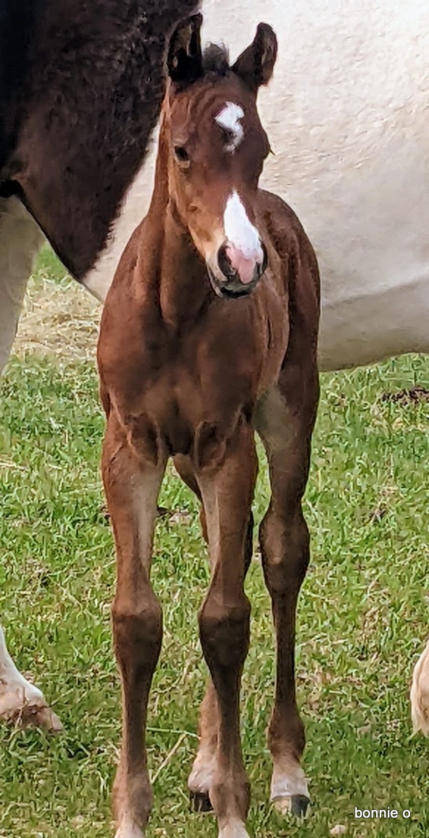 Wild Too - Barrel Prospect at Flying O Ranch Horses