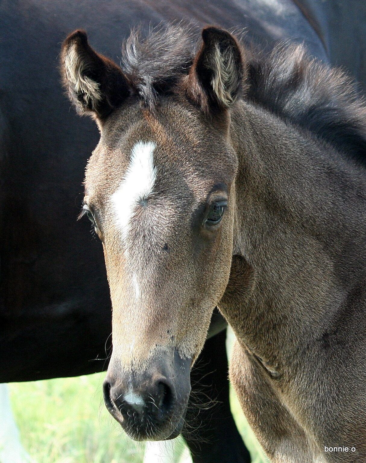 Pecos Panther's 2023 Filly -Buckskin AQHA - Flying O Ranch Horses