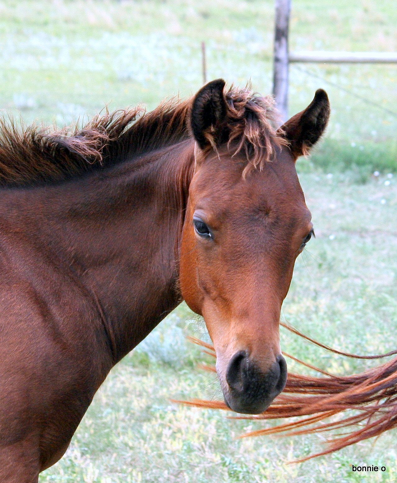 Mr. Smith bay AQHA colt, cow/race cross Flying O Ranch Horses
