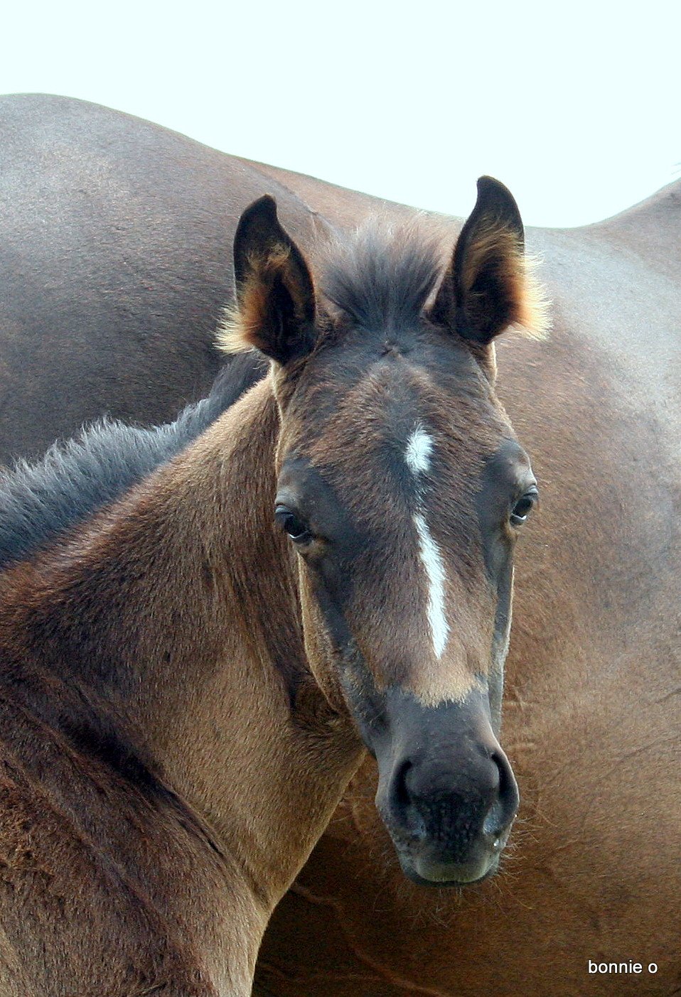 Roosters Rocketta's 2023 Filly brown/black AQHA filly - Flying O Ranch ...
