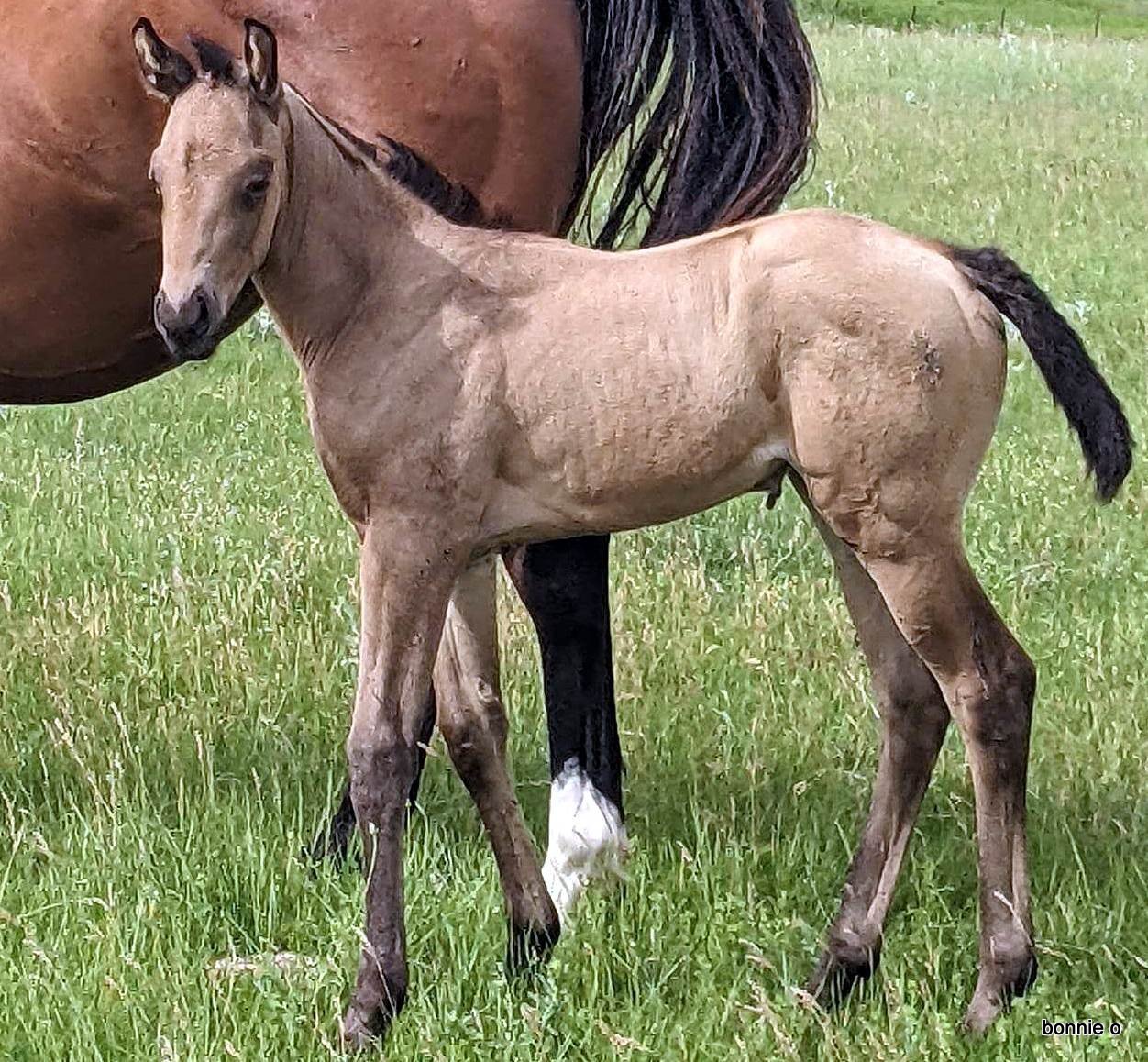 Koolurr 2023 Buckskin AQHA Filly - Flying O Ranch Horses