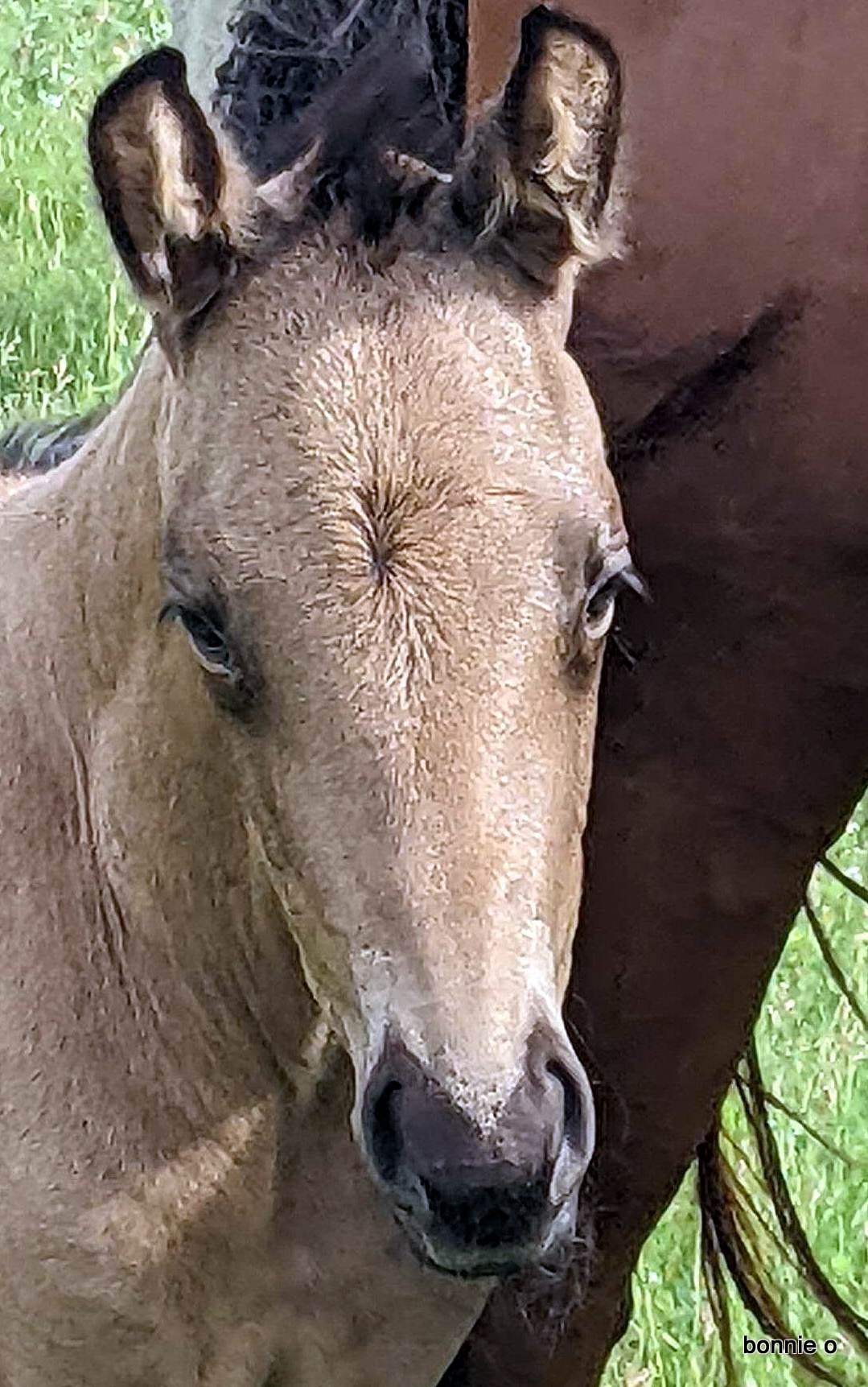 Koolurr 2023 Buckskin AQHA Filly - Flying O Ranch Horses